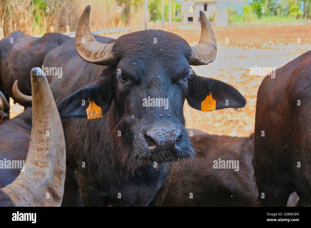 close up view of water buffalo Stock Photo - Alamy