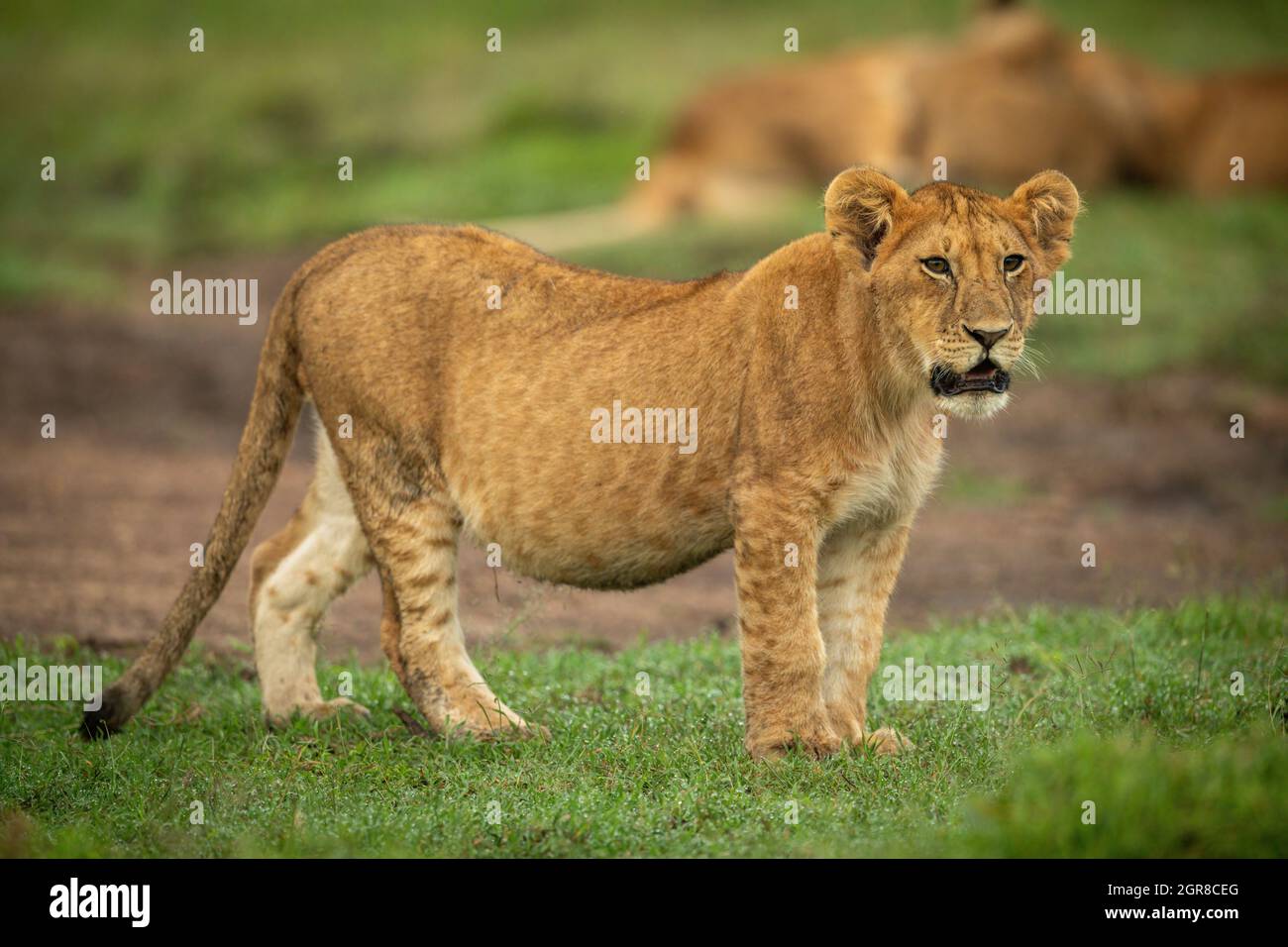 Side view lion cub standing hi-res stock photography and images - Alamy