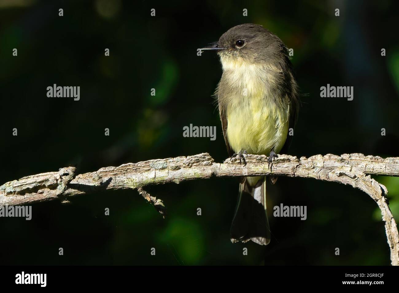 Phoebe sparrow hi-res stock photography and images - Alamy