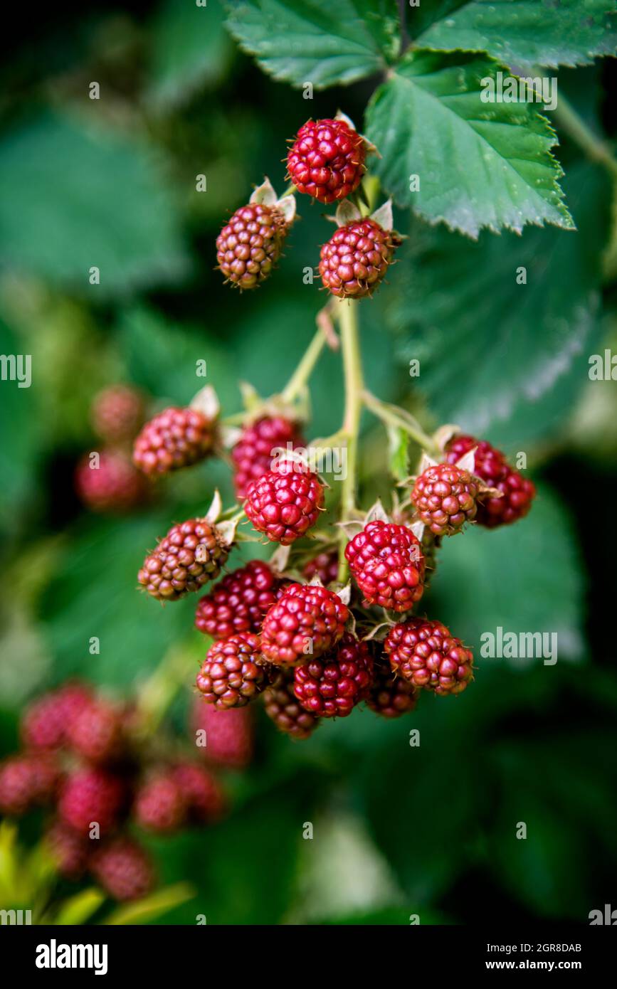 Loganberry bush hi-res stock photography and images - Alamy