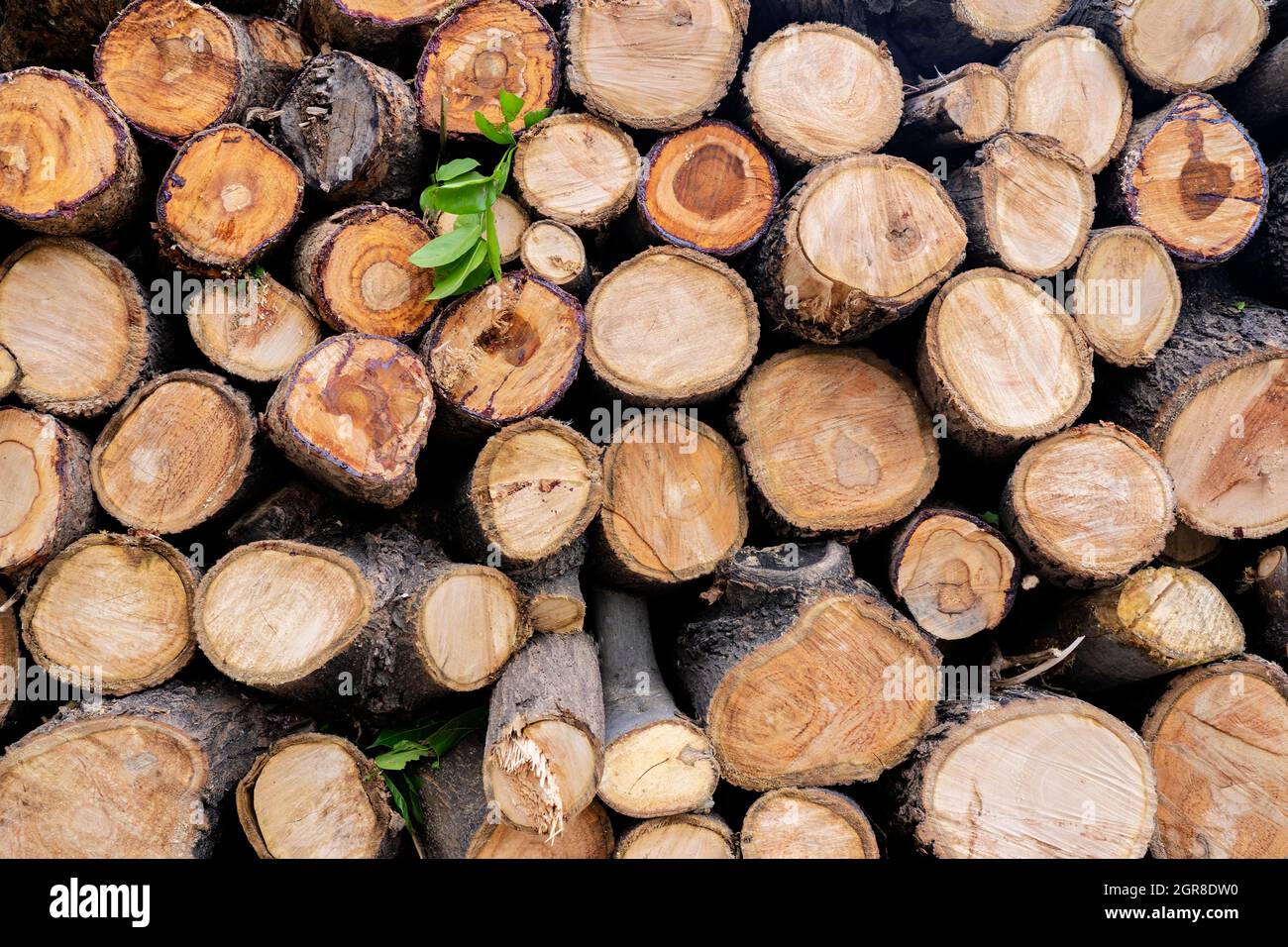 Circle of trees hi-res stock photography and images - Alamy