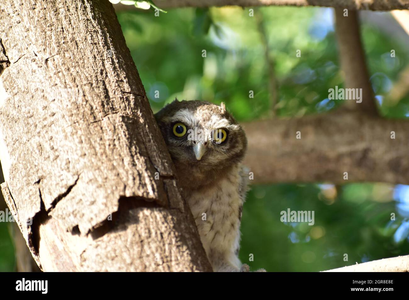 Great Gray Owl Ear High Resolution Stock Photography and Images - Alamy
