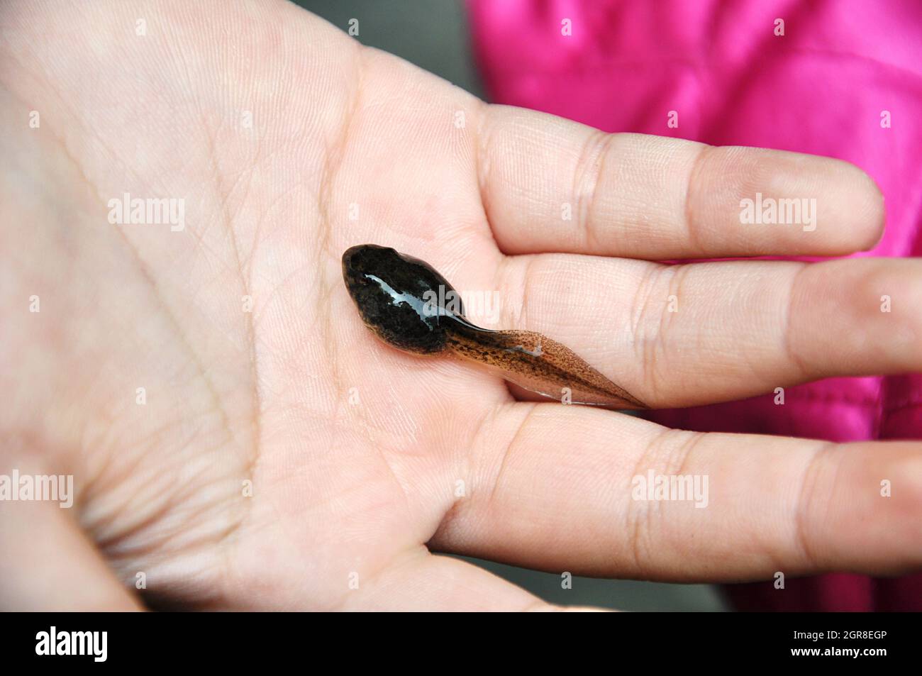 Tadpole fishing hi-res stock photography and images - Alamy