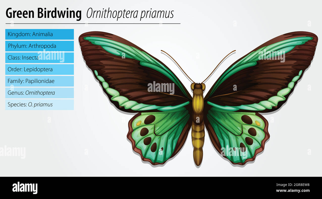 Butterfly insect green Stock Vector Images - Alamy