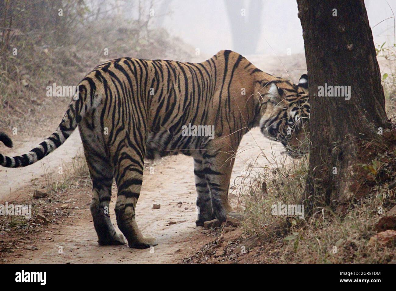 Tripped High Resolution Stock Photography and Images - Alamy