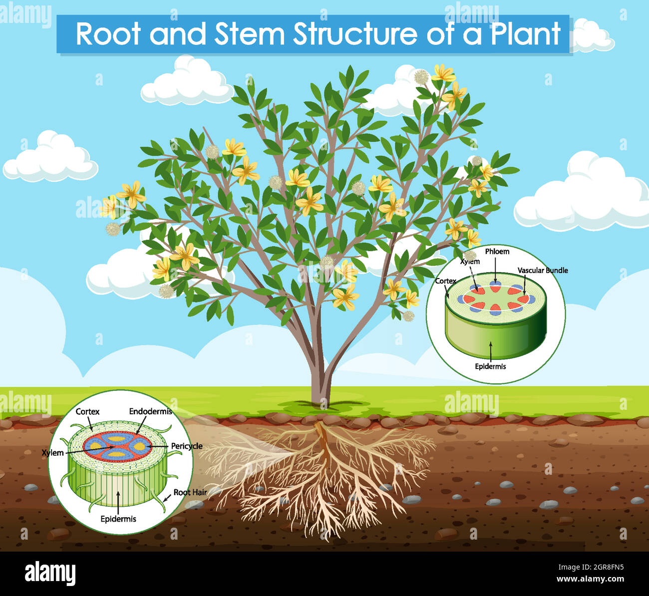 Showing Root Structure High Resolution Stock Photography and Images - Alamy
