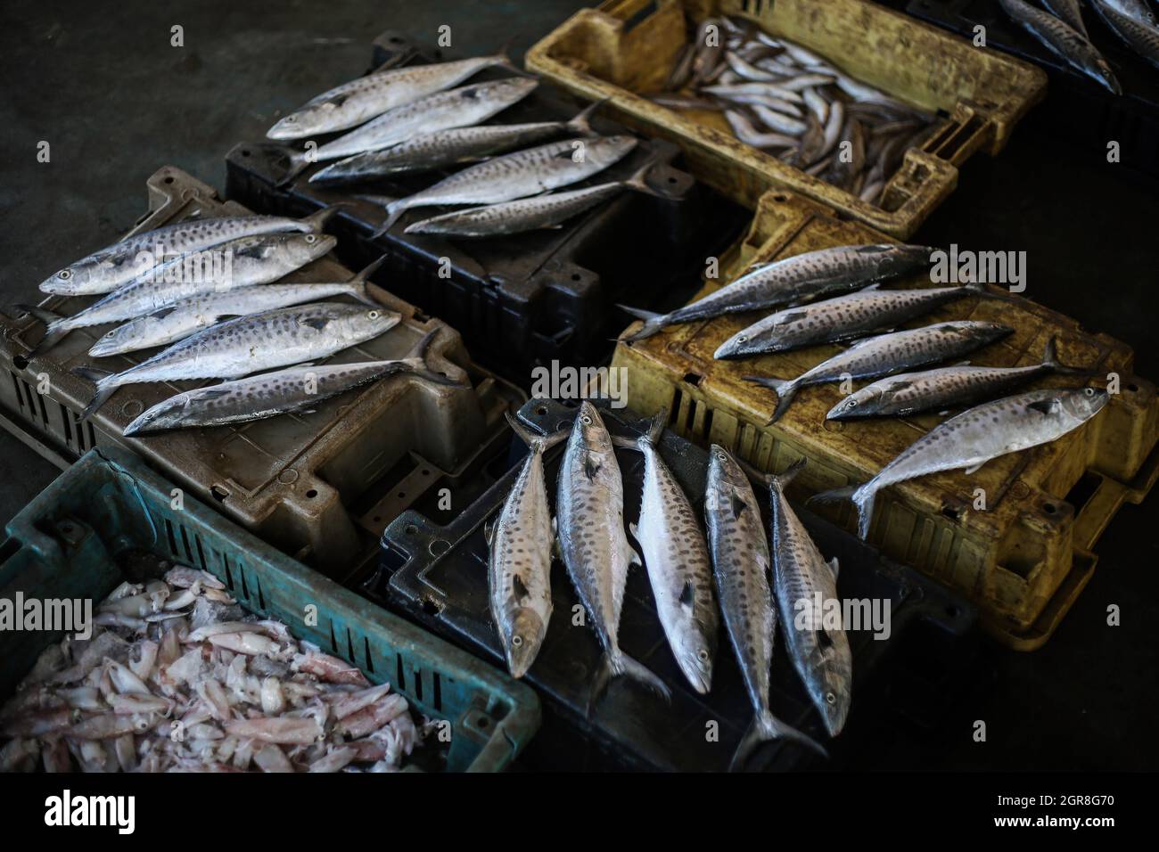 Gaza, Palestine. 30th Sep, 2021. Different types of fish are being ...