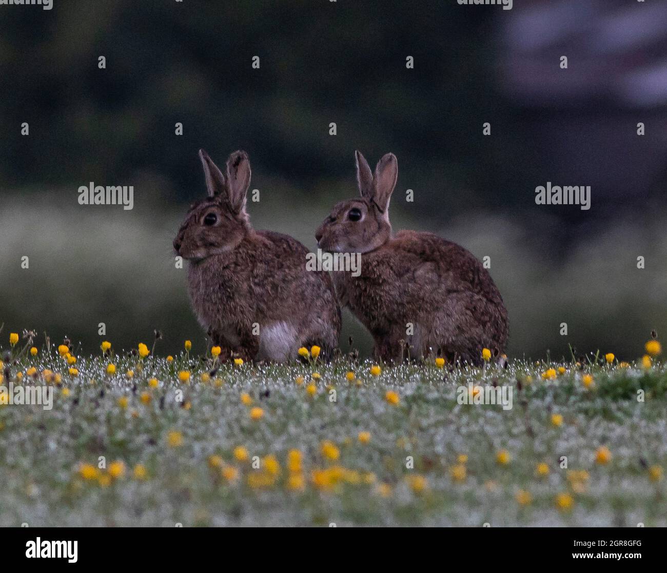 Group rabbits field hi-res stock photography and images - Alamy