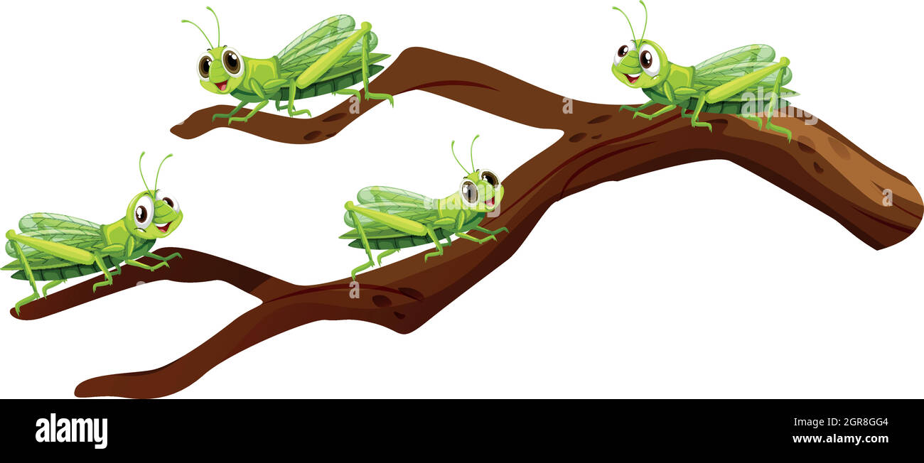 Four grasshoppers on branch Stock Vector Image & Art - Alamy