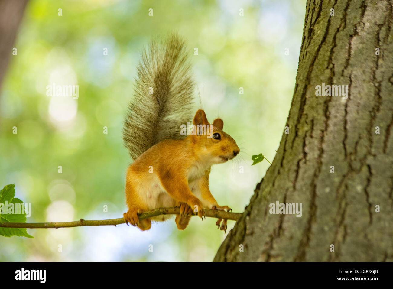 Dog squirrel tree hi-res stock photography and images - Alamy