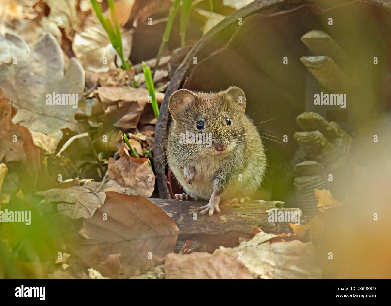Cute mouse looking at camera hi-res stock photography and images - Alamy