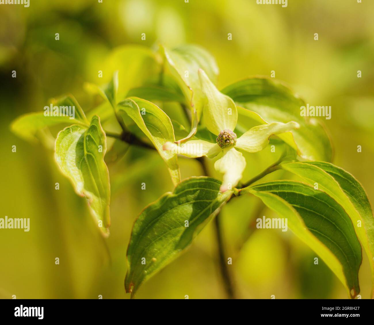 Cornus cousa hi-res stock photography and images - Alamy