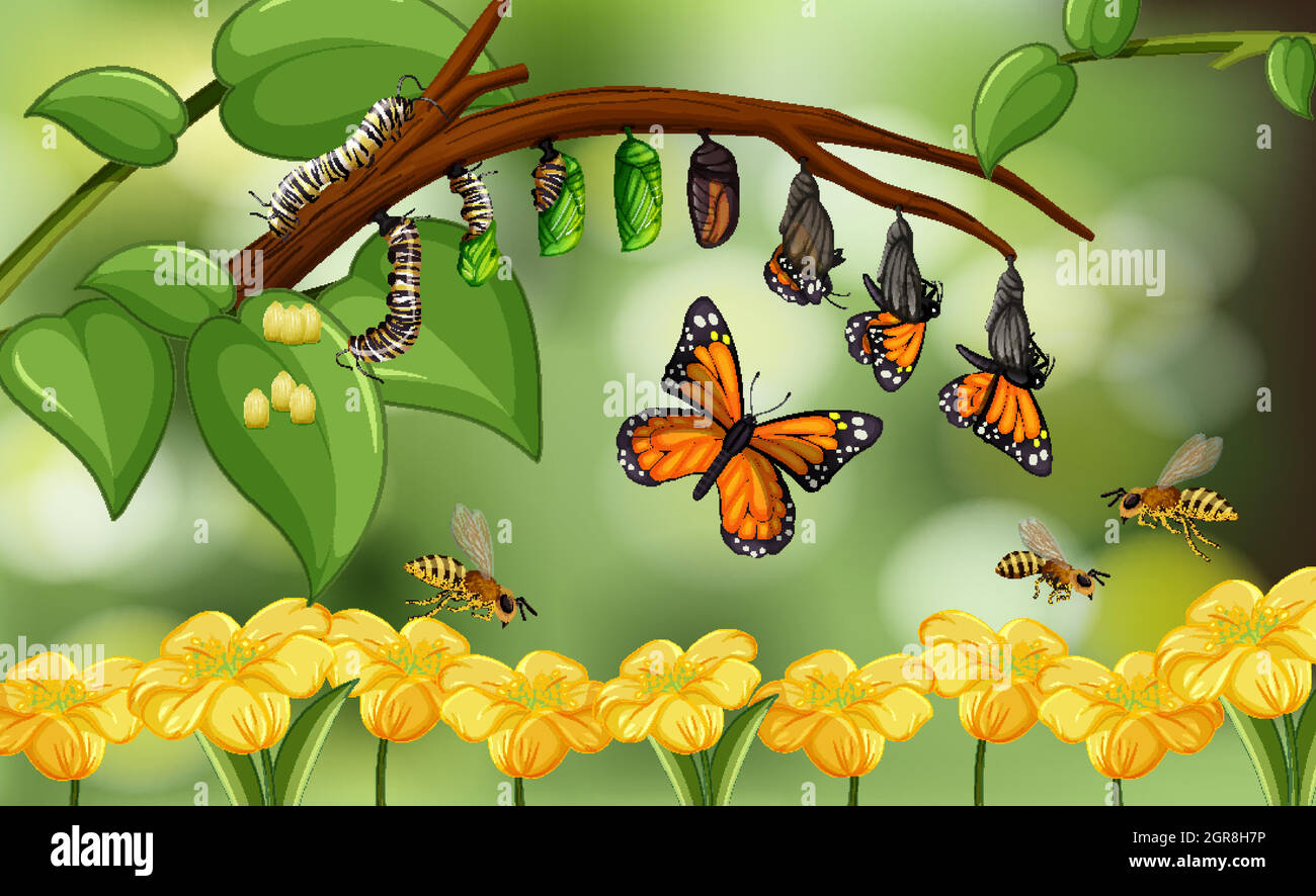 Life cycle butterfly Stock Vector Images - Alamy