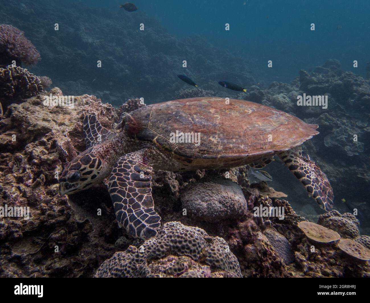 Hawksbill sea turtle net hi-res stock photography and images - Alamy