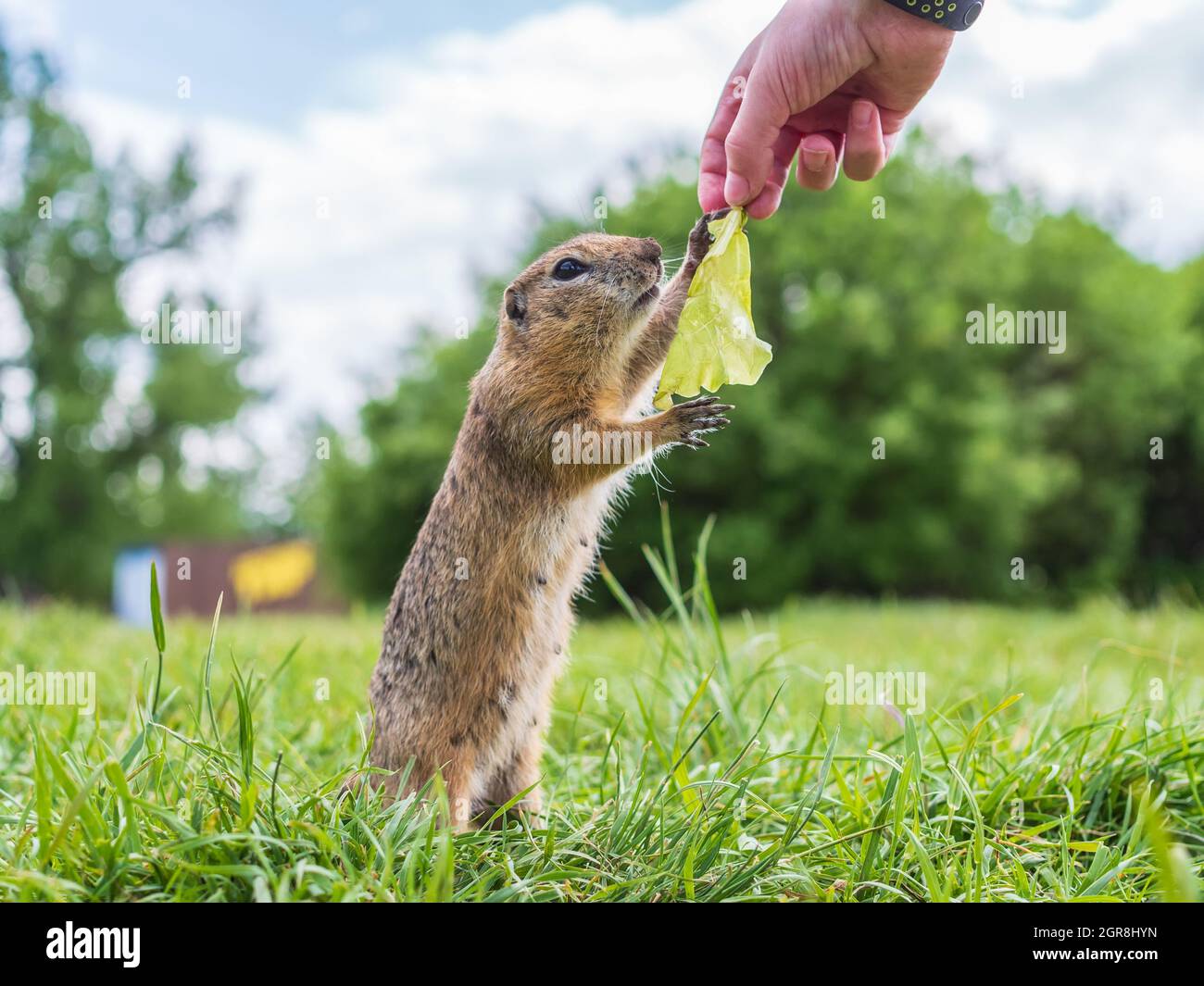 Gopher Plant High Resolution Stock Photography and Images - Alamy