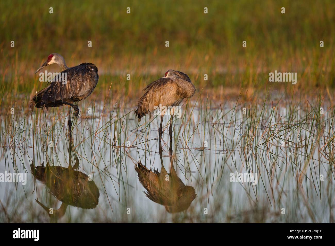 Two cranes swamp hi-res stock photography and images - Alamy