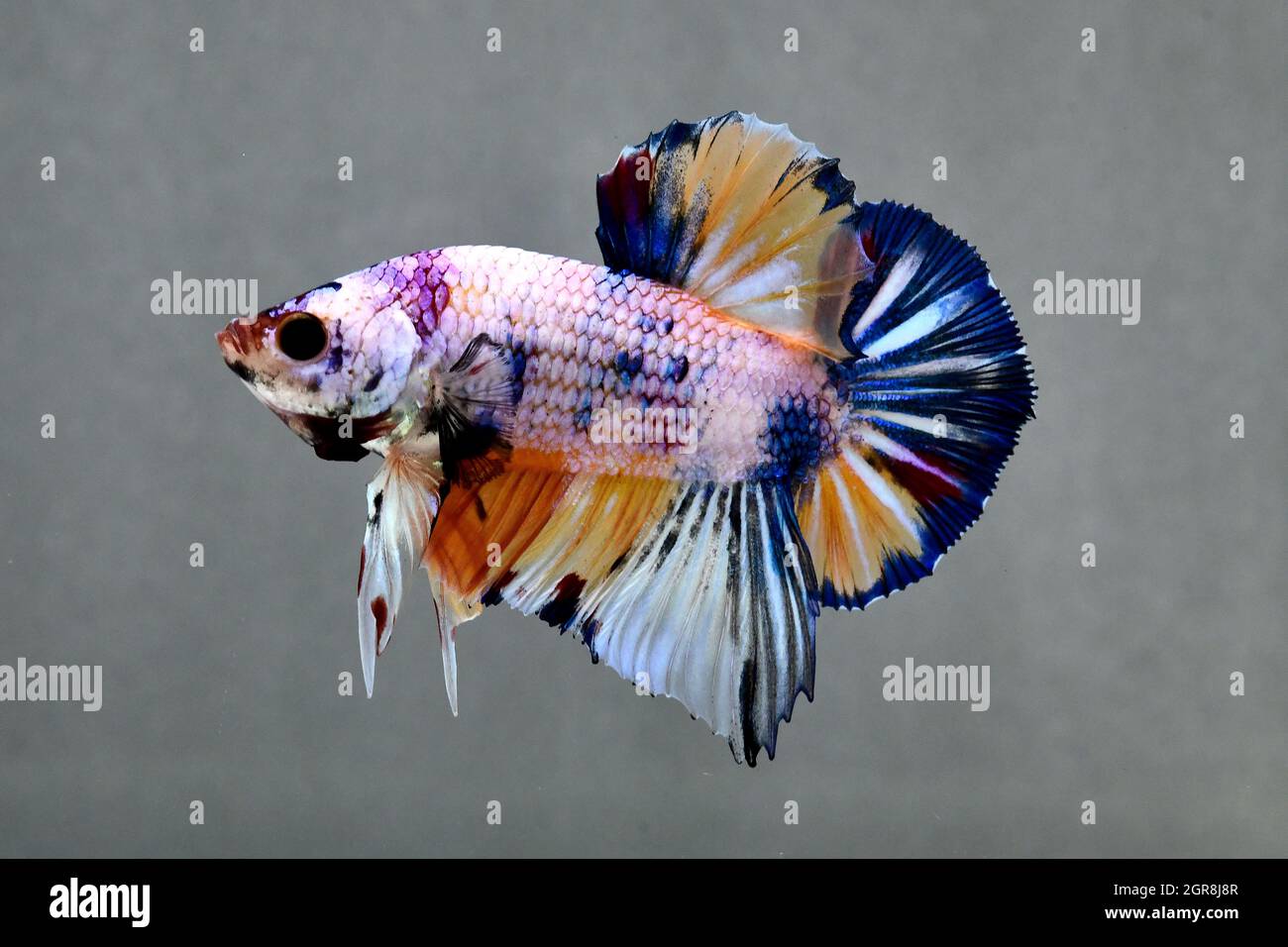 Candy betta hi-res stock photography and images - Alamy