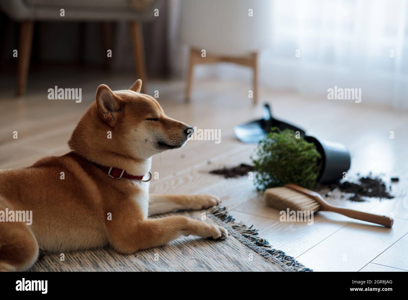 Shiba inu dog lying down hi-res stock photography and images - Alamy