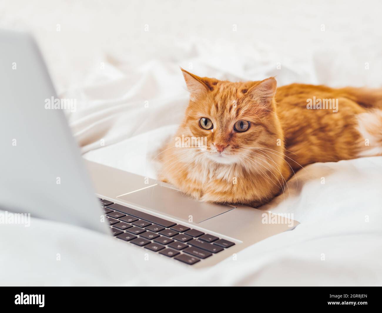 Animal attention hi-res stock photography and images - Alamy