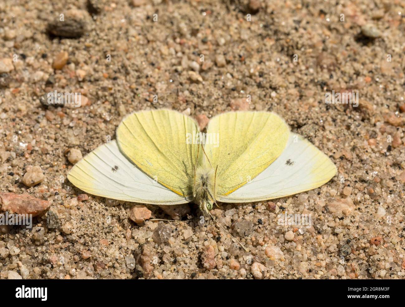 Insect view hi-res stock photography and images - Alamy