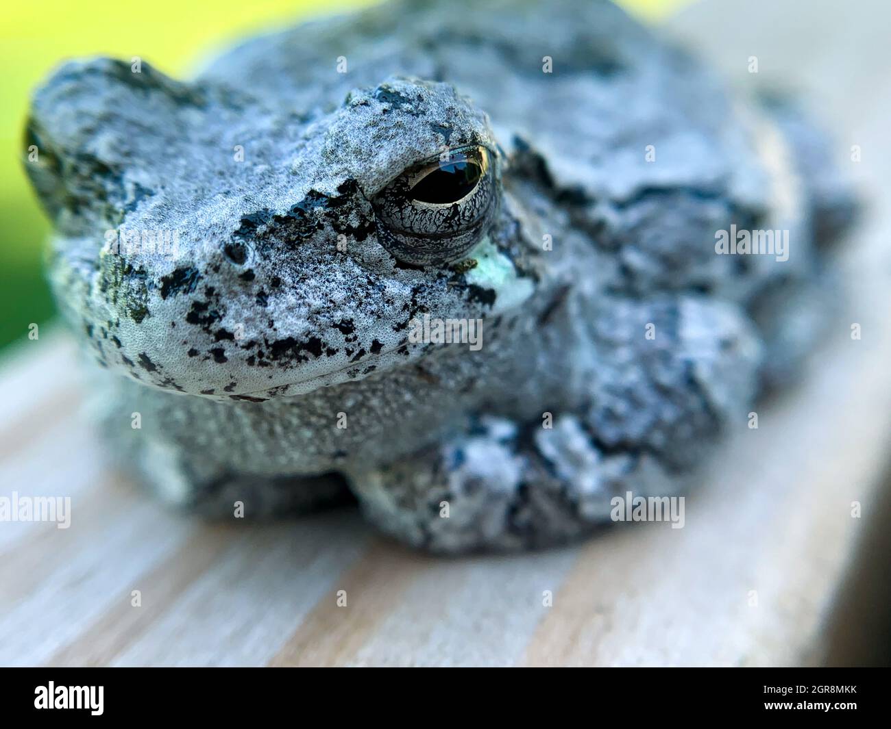 Eastern Gray Tree Frog High Resolution Stock Photography and Images - Alamy