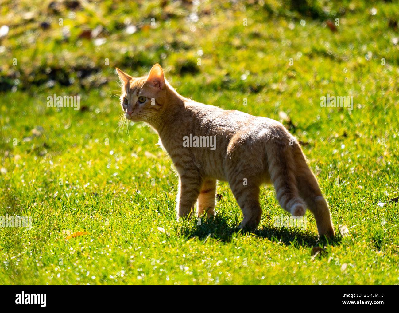 Bobcat side view hi-res stock photography and images - Alamy