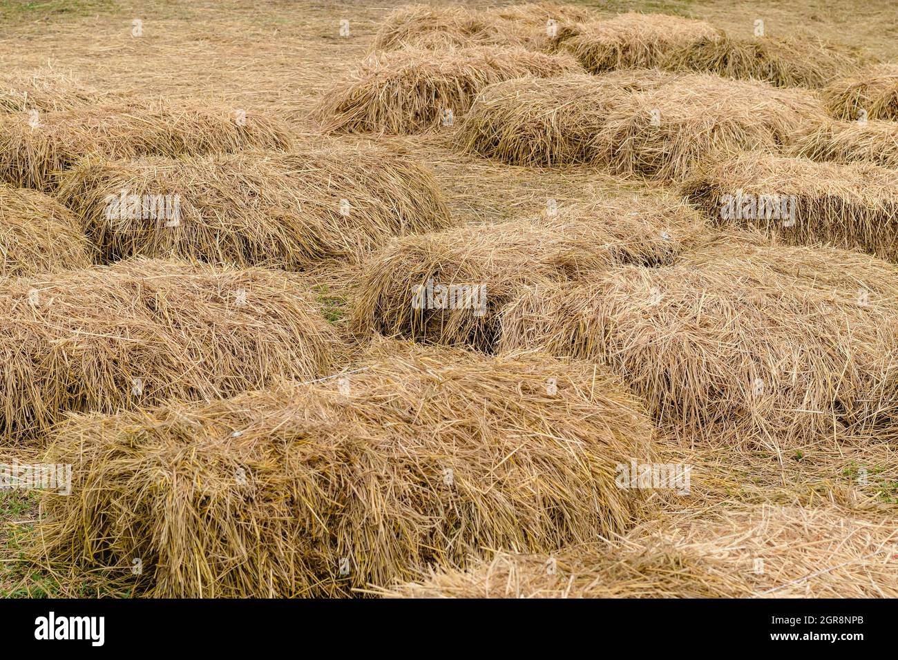 Furniture from the pallet hi-res stock photography and images - Alamy
