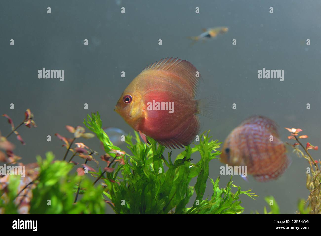 Raised fish hi-res stock photography and images - Alamy