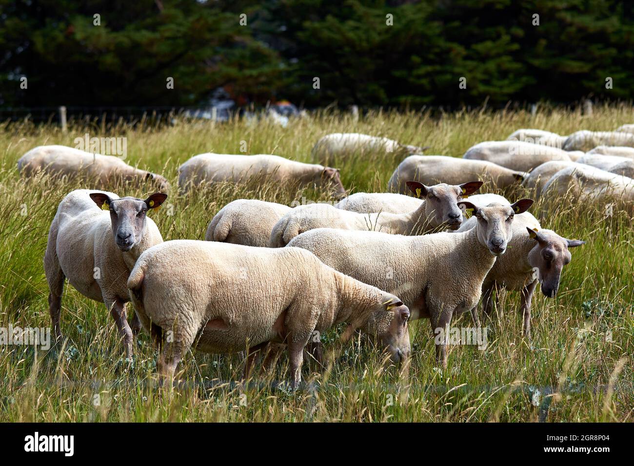 Herding sheep in france hi-res stock photography and images - Alamy