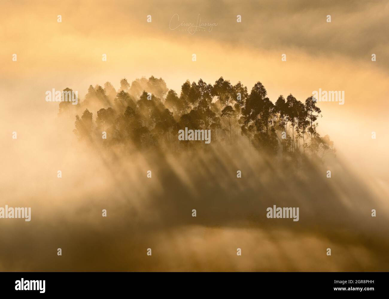 Mist shrouded tree in field hi-res stock photography and images - Alamy