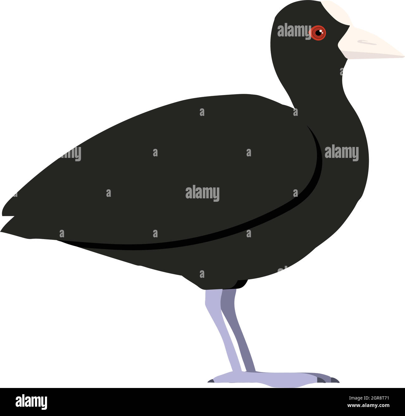 The australian coot Stock Vector Images - Alamy