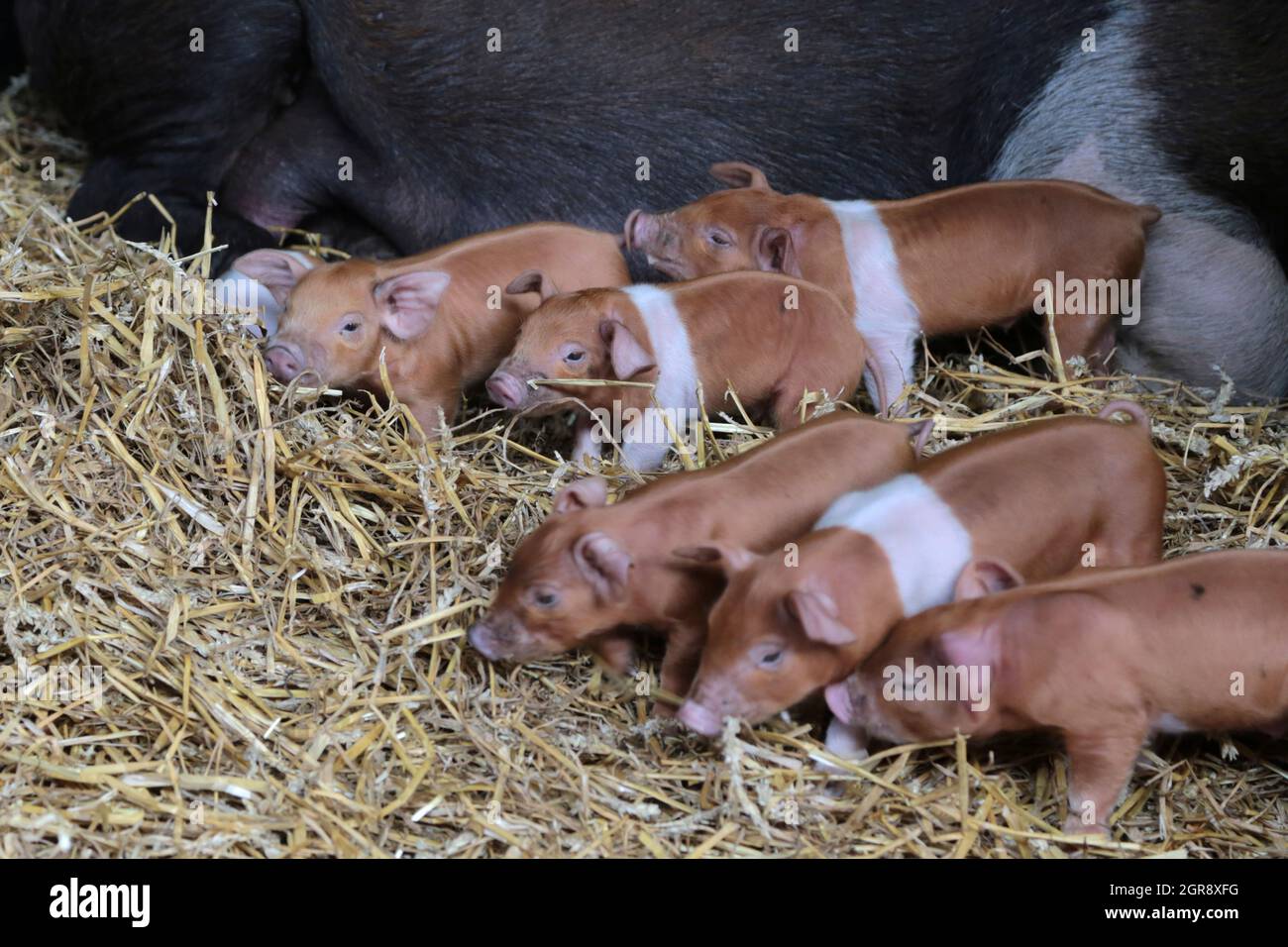 Cow Calf Pig High Resolution Stock Photography and Images - Alamy