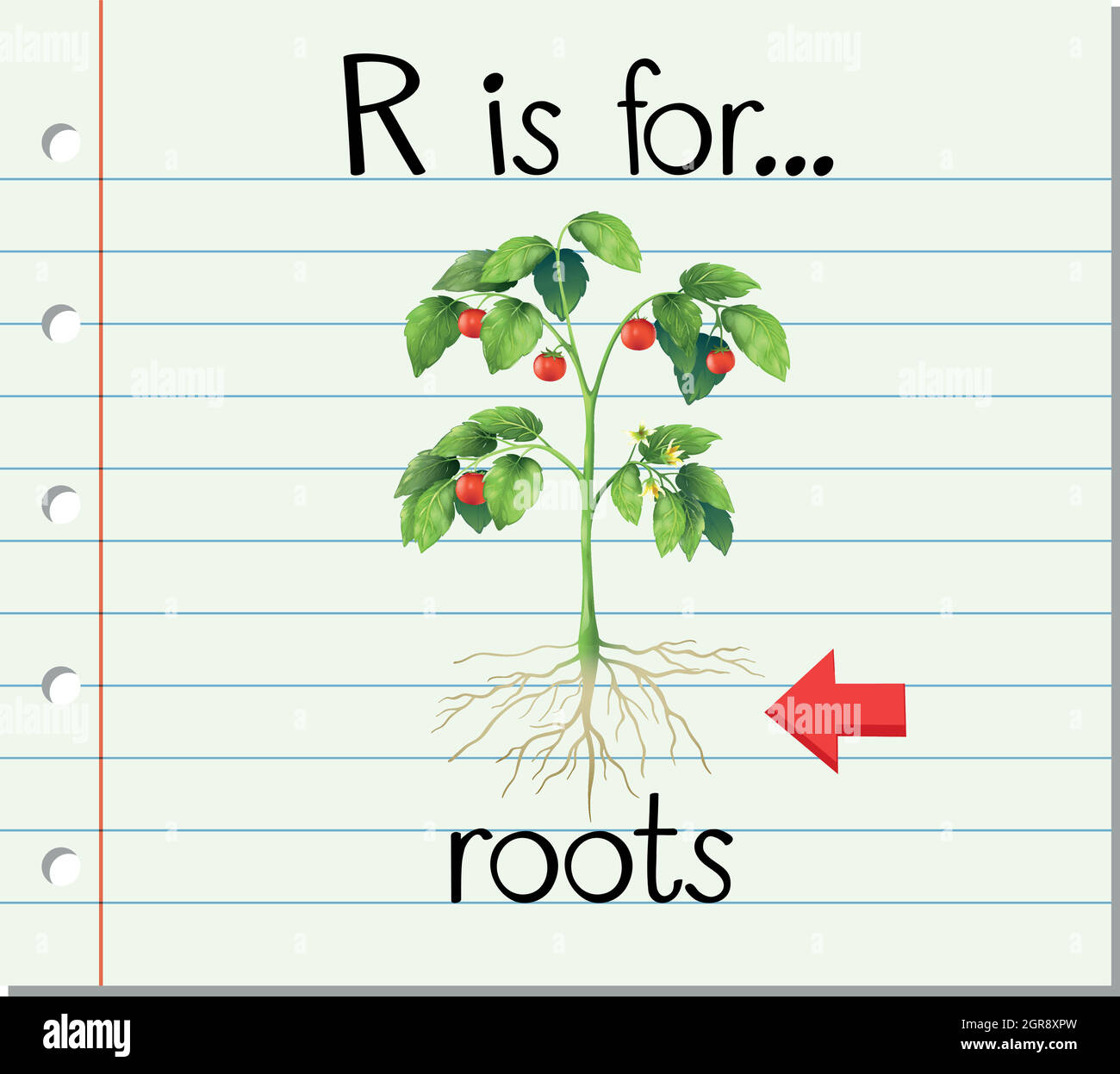 Flashcard letter R is for roots Stock Vector Image & Art - Alamy