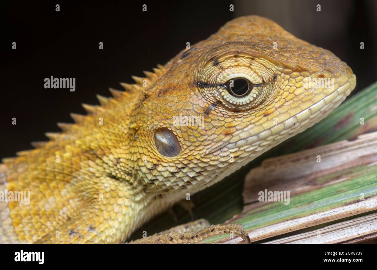 Grass anole hi-res stock photography and images - Alamy