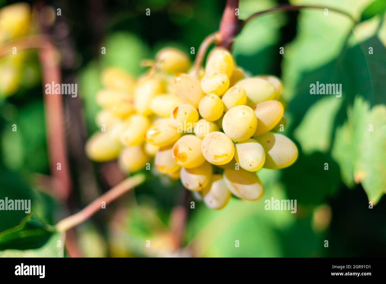 Thompson grapes hi-res stock photography and images - Alamy