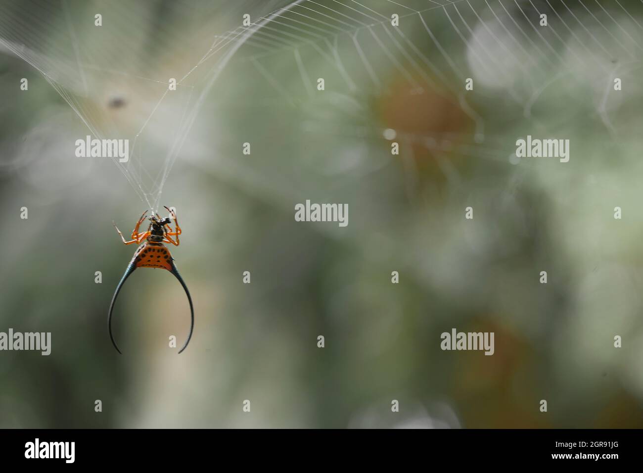 Long horned spider in spider web hi-res stock photography and images ...