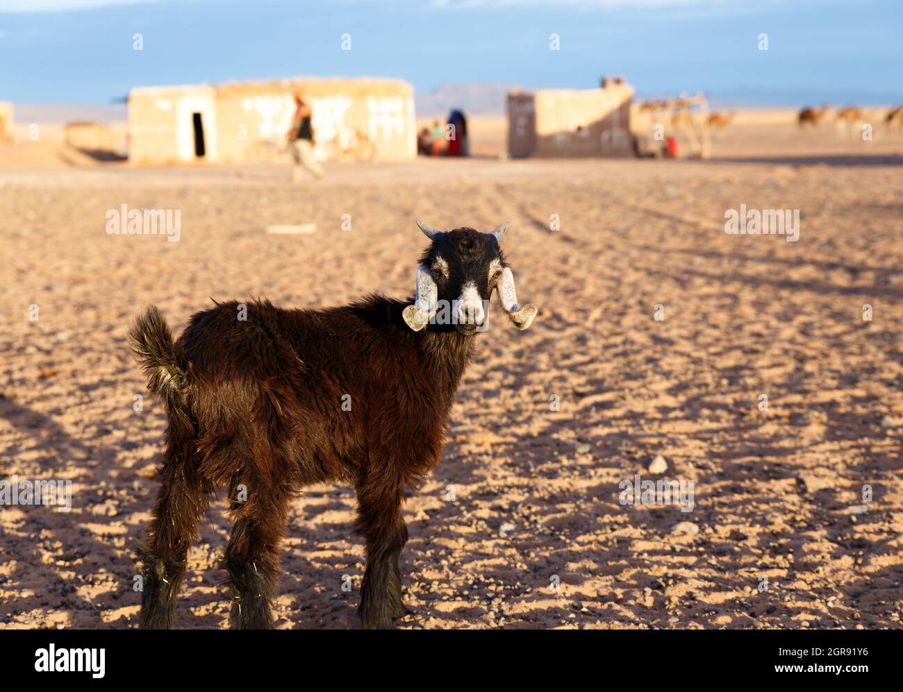 Desert agriculture kid hi-res stock photography and images - Alamy