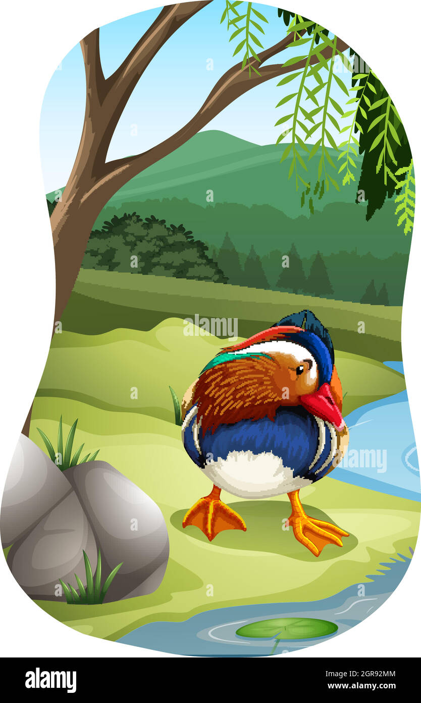 Mandarin duck picture Stock Vector Images - Alamy