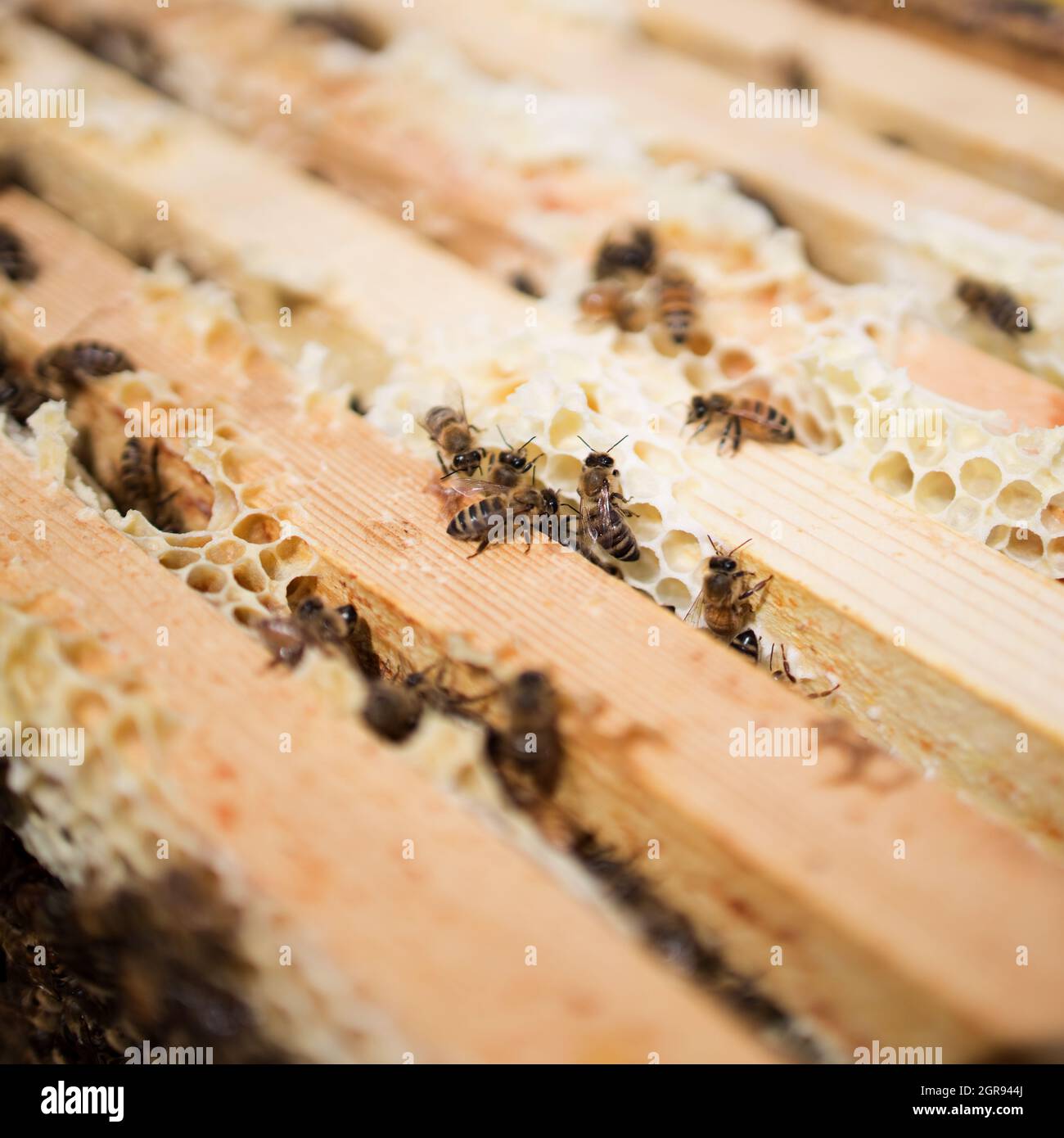 Inside beehive hi-res stock photography and images - Alamy
