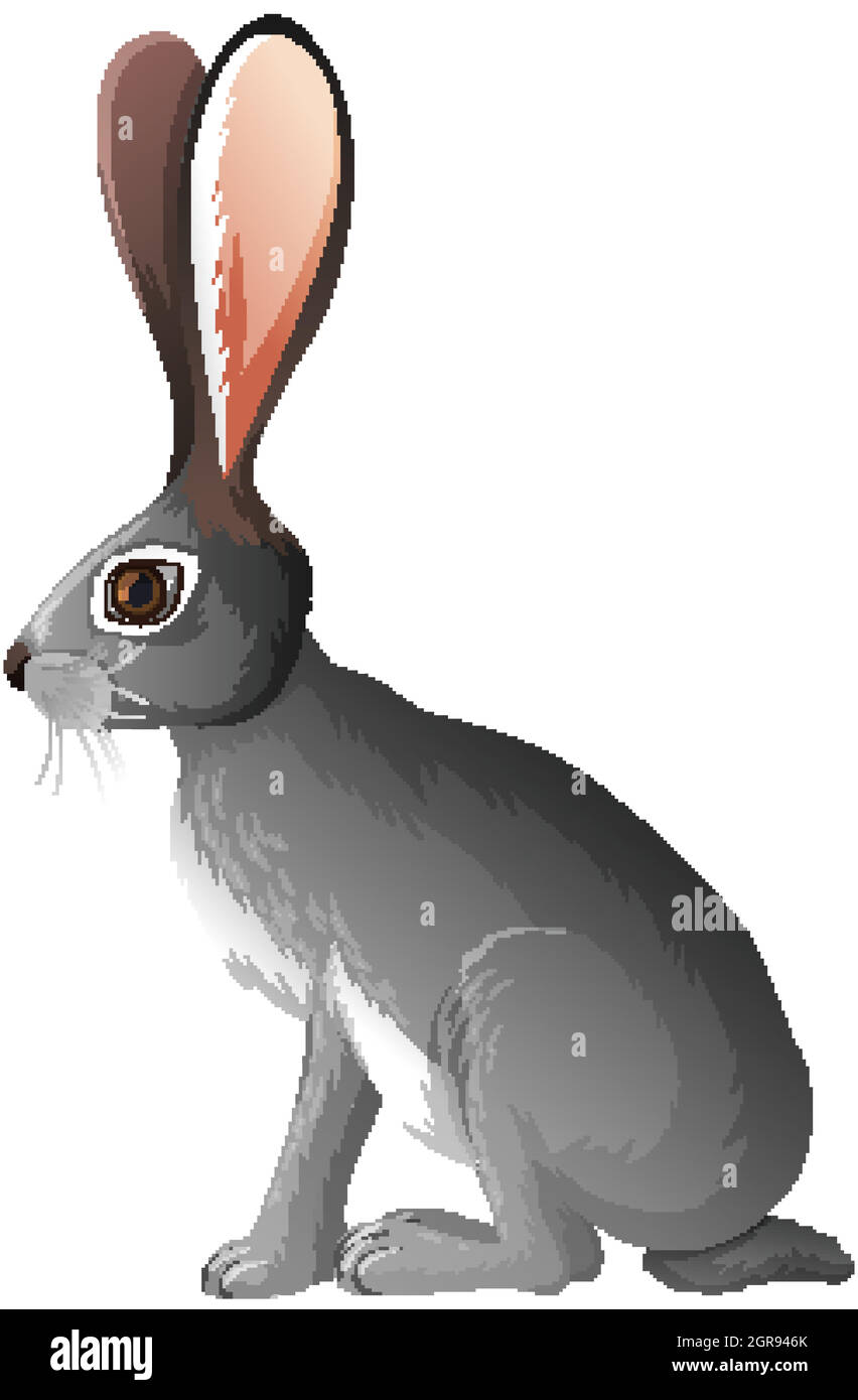 Jackrabbit isolated on white background Stock Vector Image & Art - Alamy