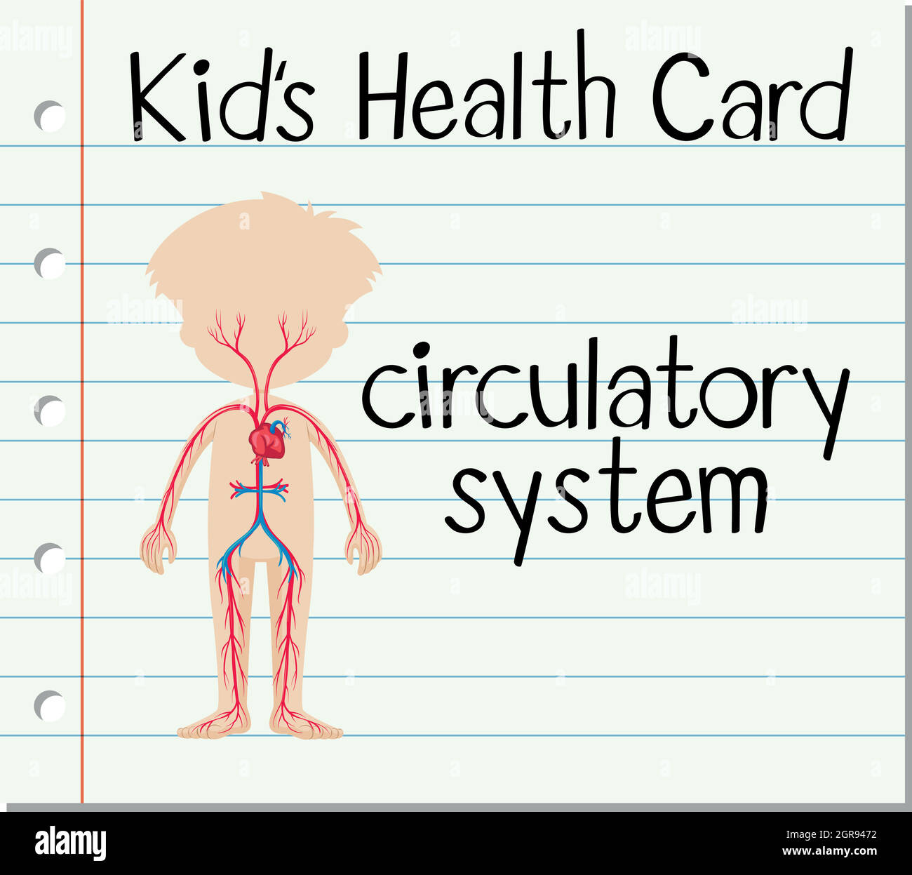 Circulatory System For Kids Pictures