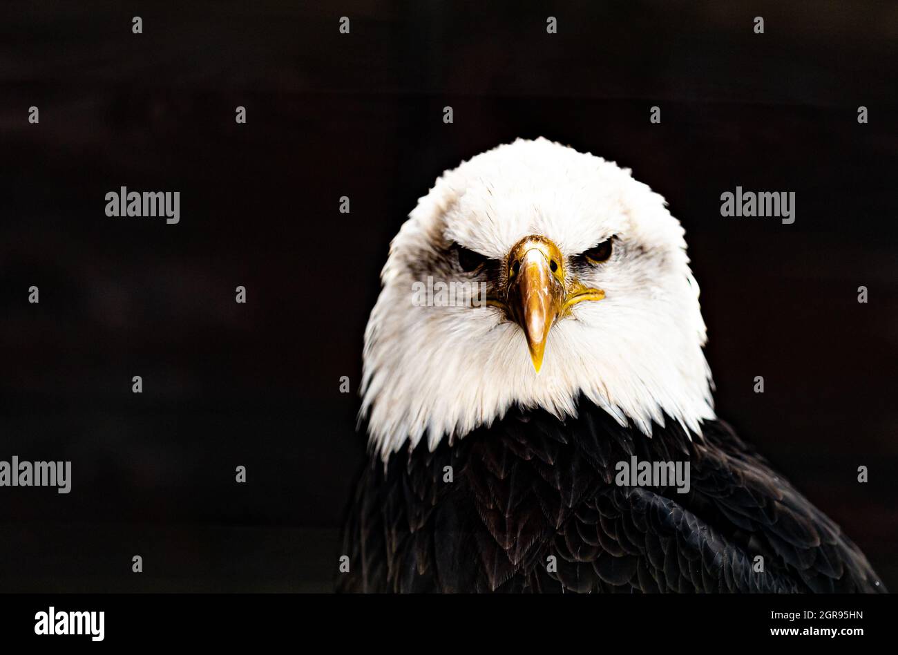 Eagle With White Head High Resolution Stock Photography and Images - Alamy