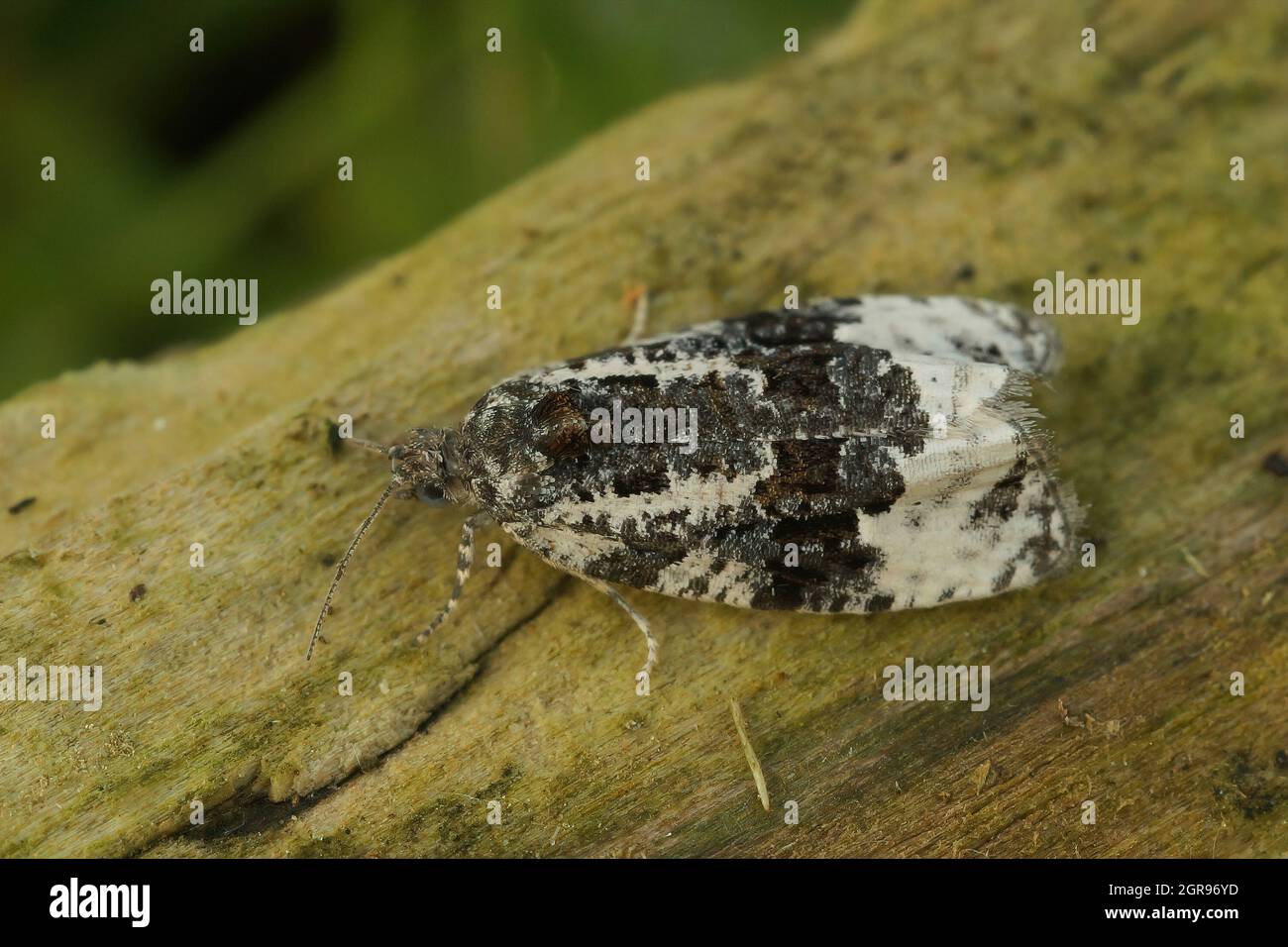 Closeup on the white shouldered marble moth, Apotomis turbidana Stock ...