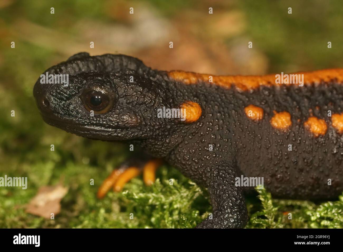Closeup on the head of the endangered Tiannan Crocodile Newt ...