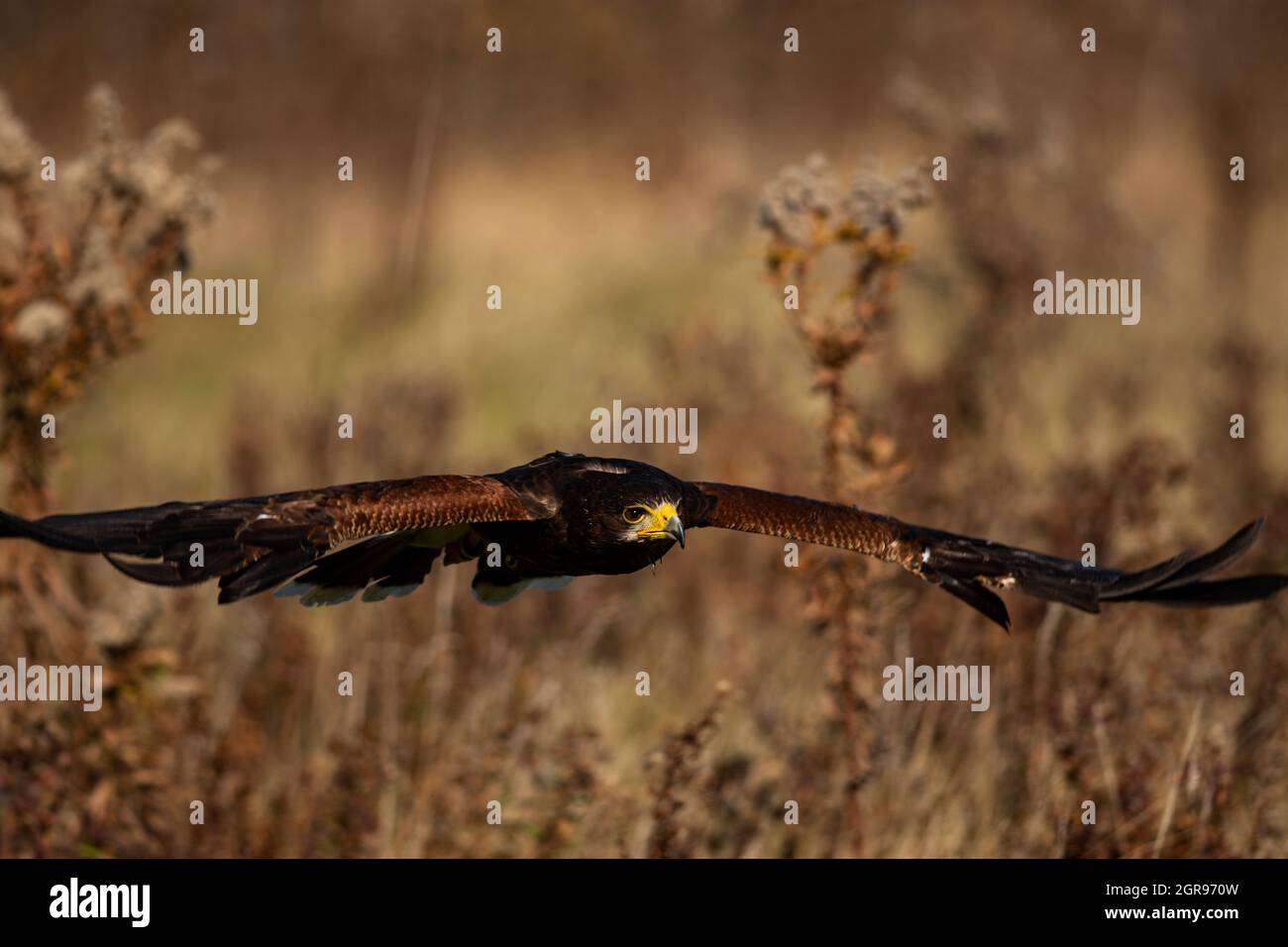 Harris hawk trained in falconry hi-res stock photography and images - Alamy