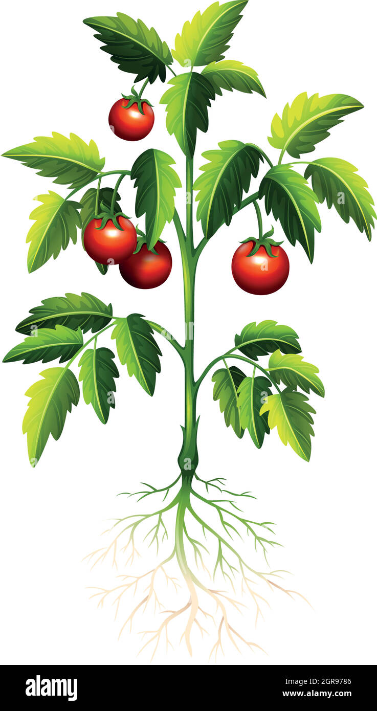 Tomato roots Stock Vector Images - Alamy