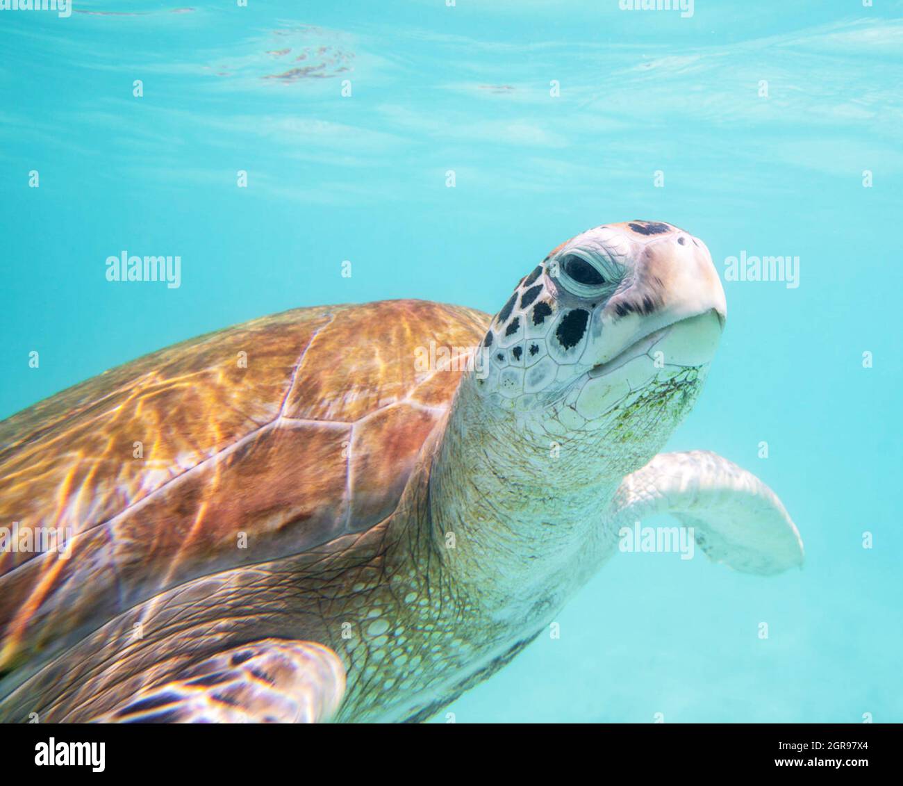 Loggerhead sea turtle shell and body hi-res stock photography and ...