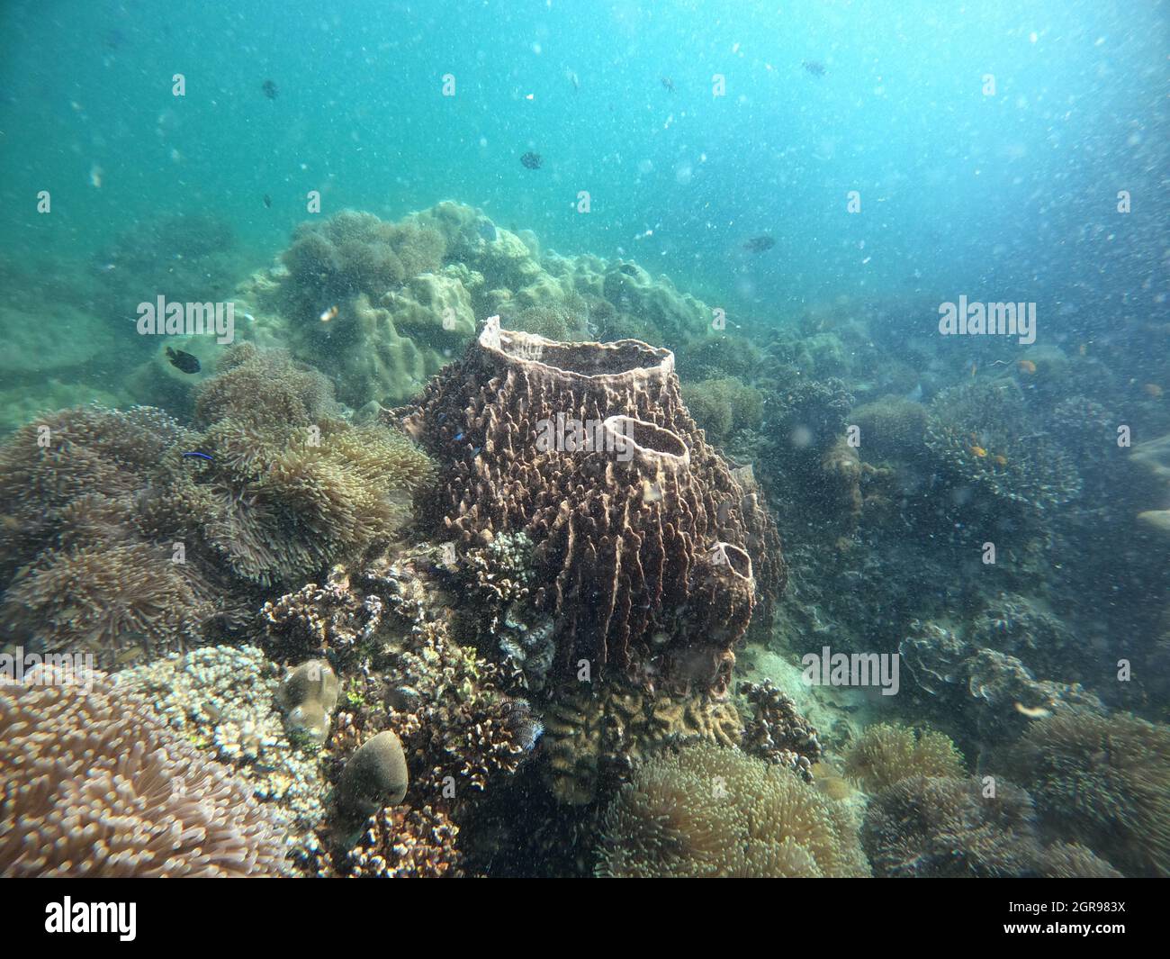 Fish Swimming In Sea Stock Photo - Alamy