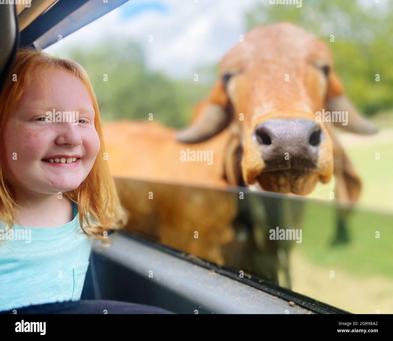 Girl with a cow hi-res stock photography and images - Alamy