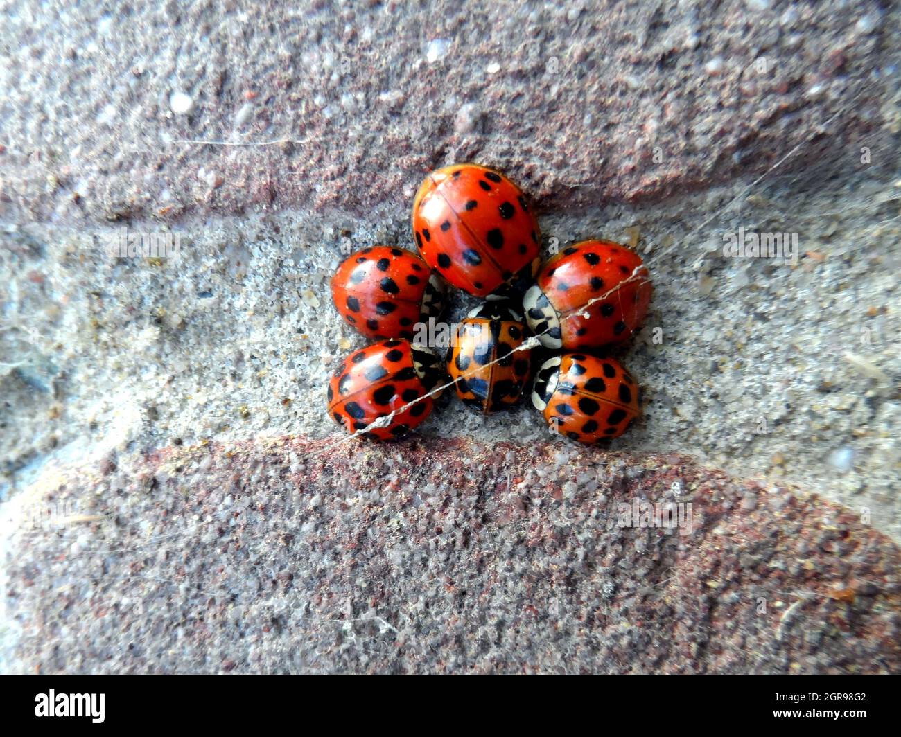 Cluster of ladybugs hi-res stock photography and images - Alamy